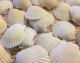 Bulk seashells | Etsy