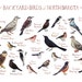 Pennsylvania Backyard Birds Field Guide Art Print / Watercolor