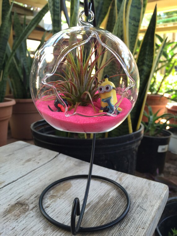 Items similar to Air Plant Terrarium Kit with FREE STAND / Hanging ...
