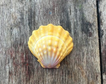 Large sunrise shell | Etsy