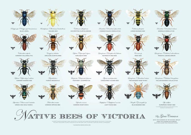 Native Bees of Victoria poster