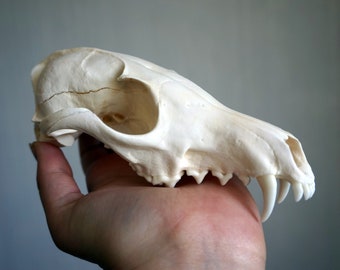 Animal skull | Etsy