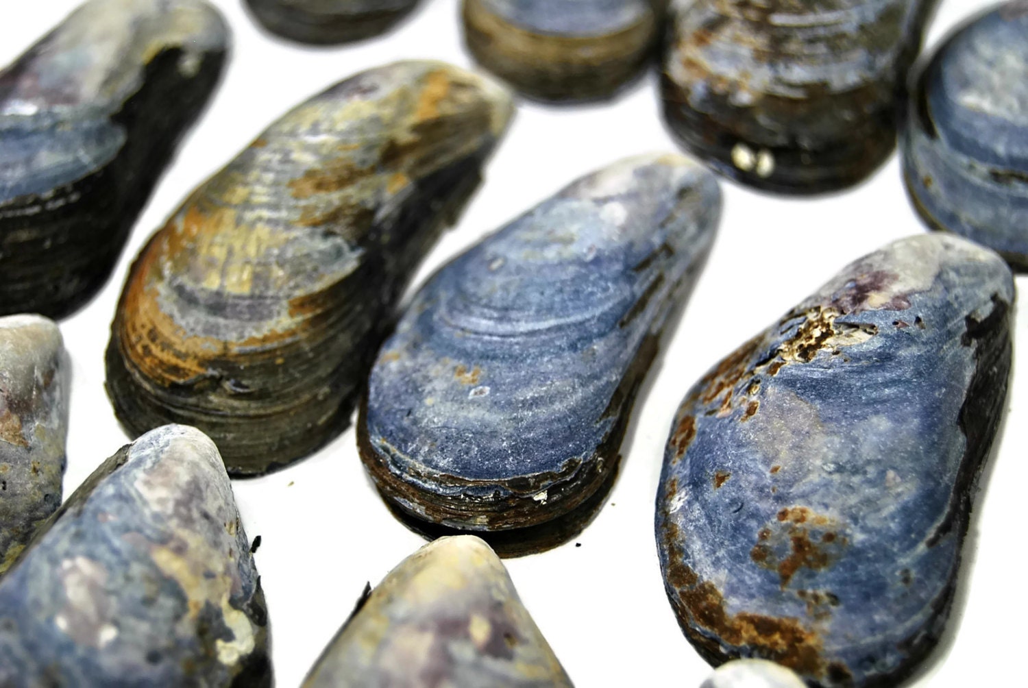 Blue mussel shells200 shells Mytilus edulis real blue