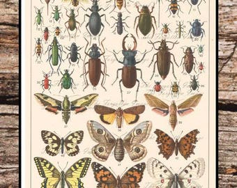 Insect chart | Etsy