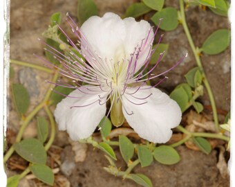 Capparis spinosa Spineless Caper Bush Flinders Rose