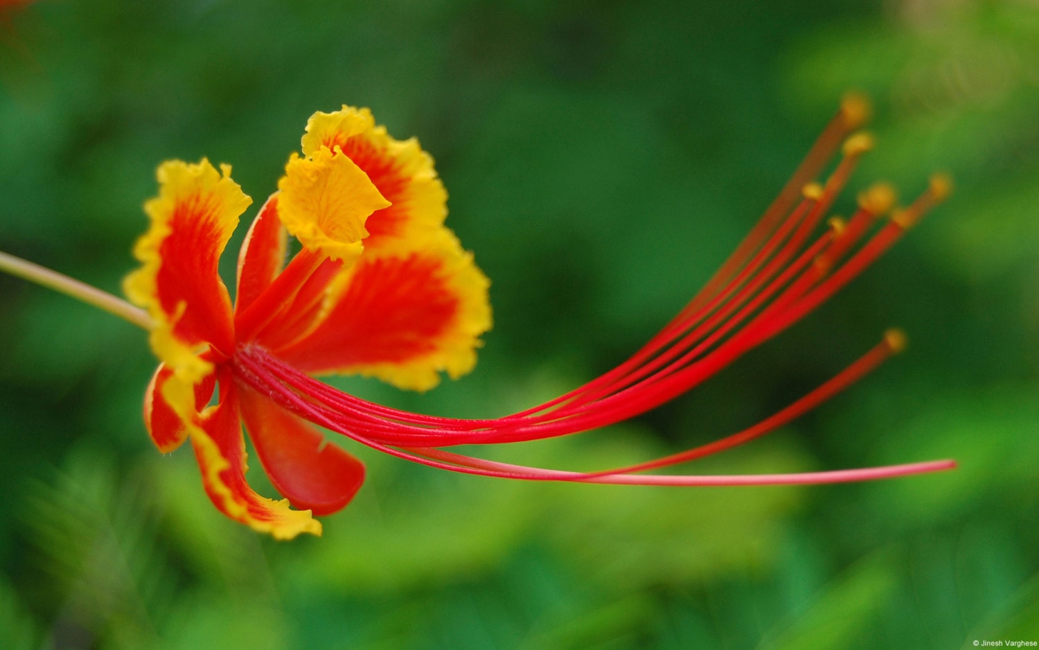 Pride of Barbados Flowers Seeds CAESALPINIA PULCHERRIMA