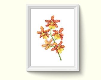 Orchid drawing | Etsy