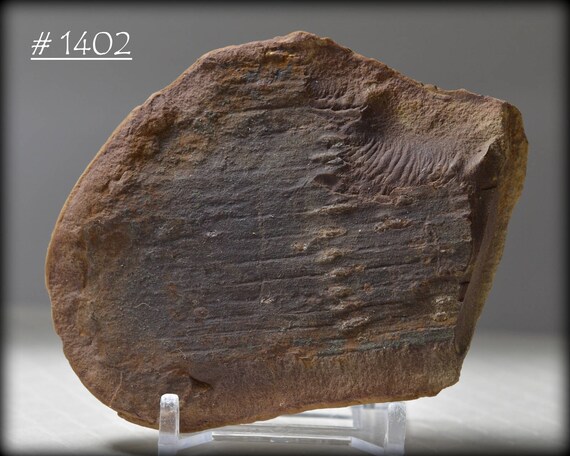 Beautiful Calamites Fossil Tree Stem Display Specimen in