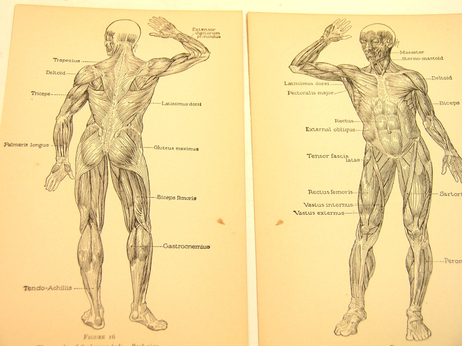 Human Anatomy Prints Vintage Book Pages Muscles Of The Human Body human-anatomy-prints-vintage-book-pages-muscles-of-the-human-body