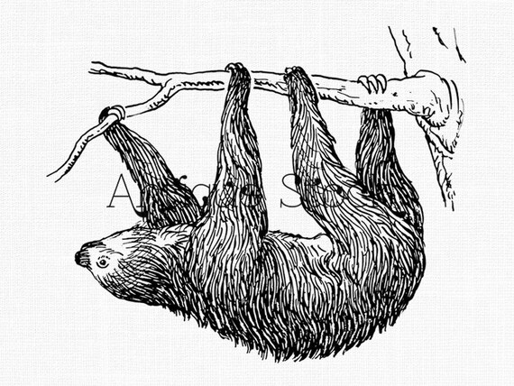 Sloth Line Art Illustration Sloth Digital Download Image
