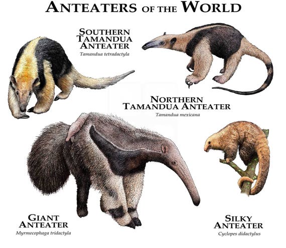 Anteaters of the World