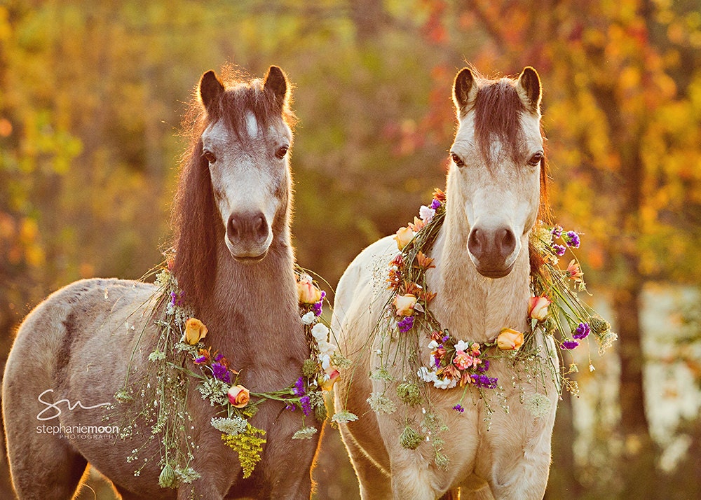 Horse Photography Two Ponies with flowers Flower Pony