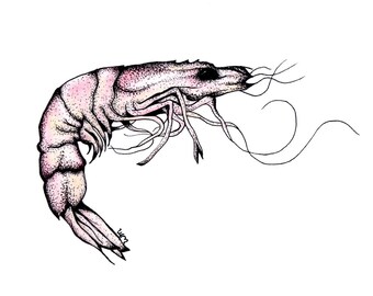 Shrimp print | Etsy