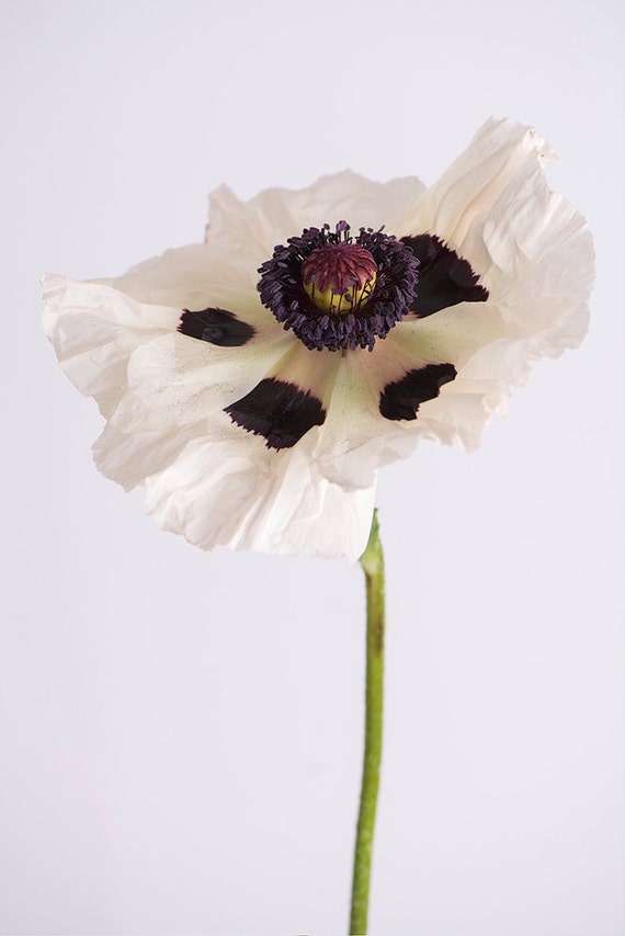 Poppy Photography Botanical Photograph Floral Still Life
