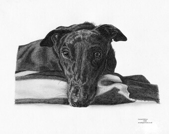 Greyhound drawing | Etsy