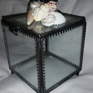 Seashell display box | Etsy