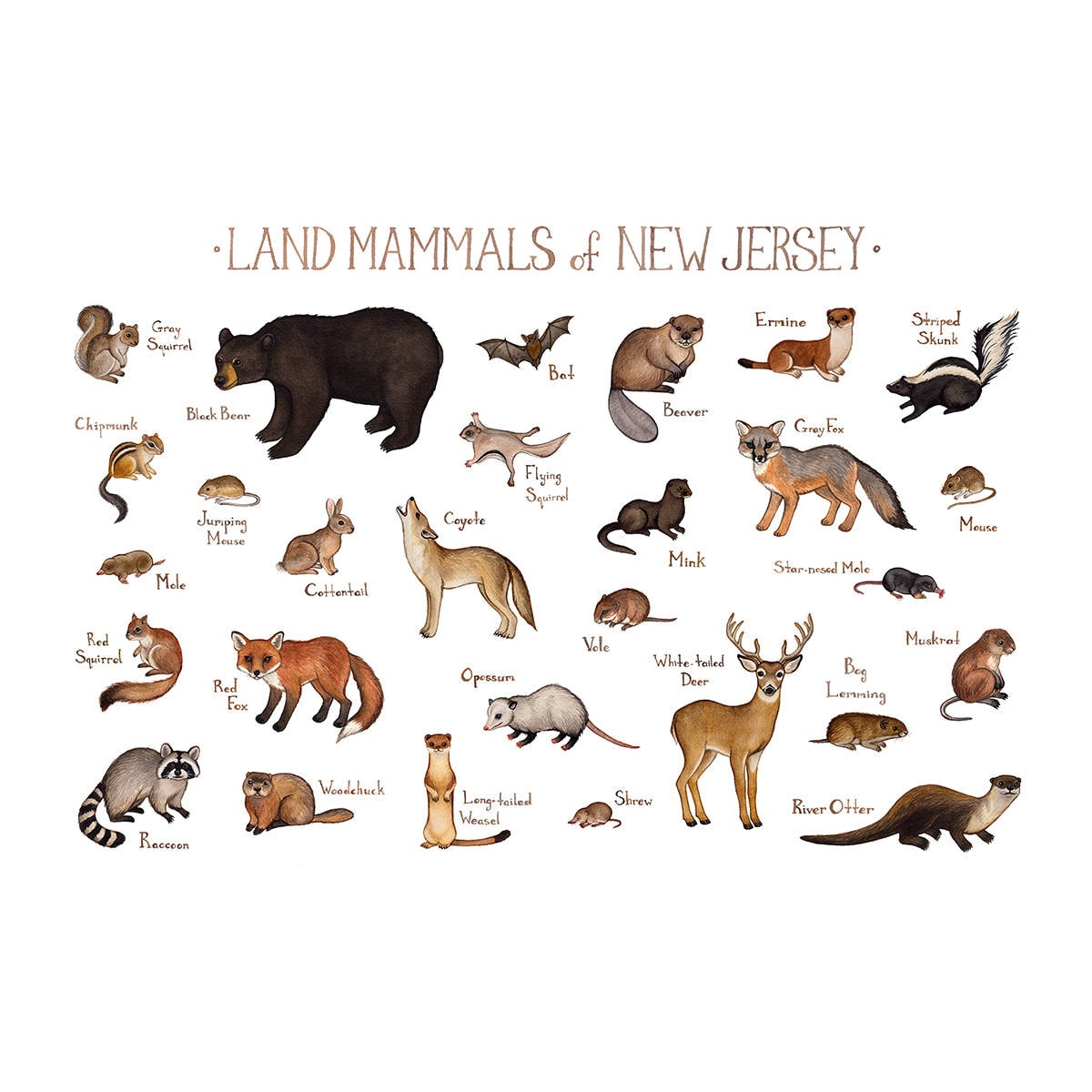 New Jersey Land Mammals Field Guide Art Print / Animals of