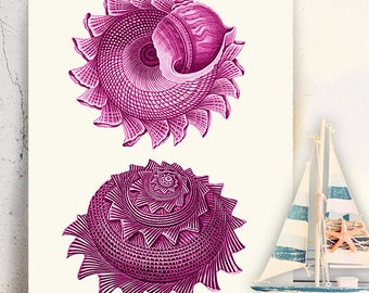 Seashell art print Pink Shell Duo 1 Sea shell art print