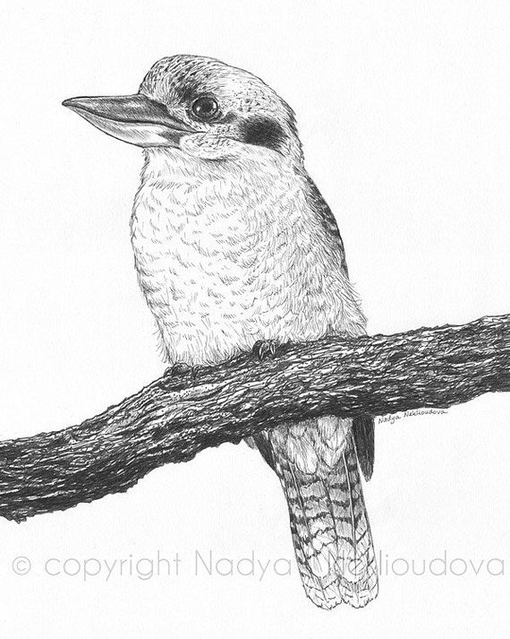 Kookaburra drawing print 8x10 inches 20x25cm Australian