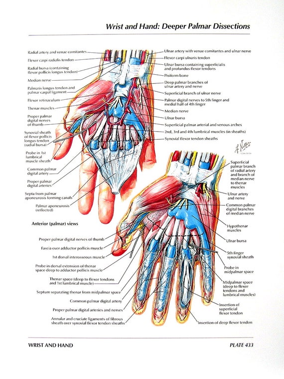 Anatomie Print Handgelenk-Hand Palmar sezieren