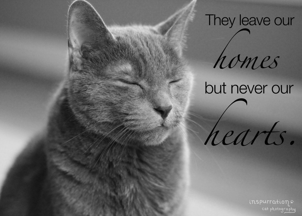 Sympathy Card Pet Loss Sympathy Cat Angel Pet Sympathy Sympathy Card Pet Loss Sympathy Cat Angel Pet Sympathy