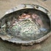 Rainbow Pink Abalone Seashell 1 Large Abalone Shell