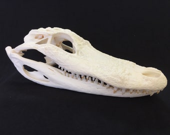Alligator skull | Etsy
