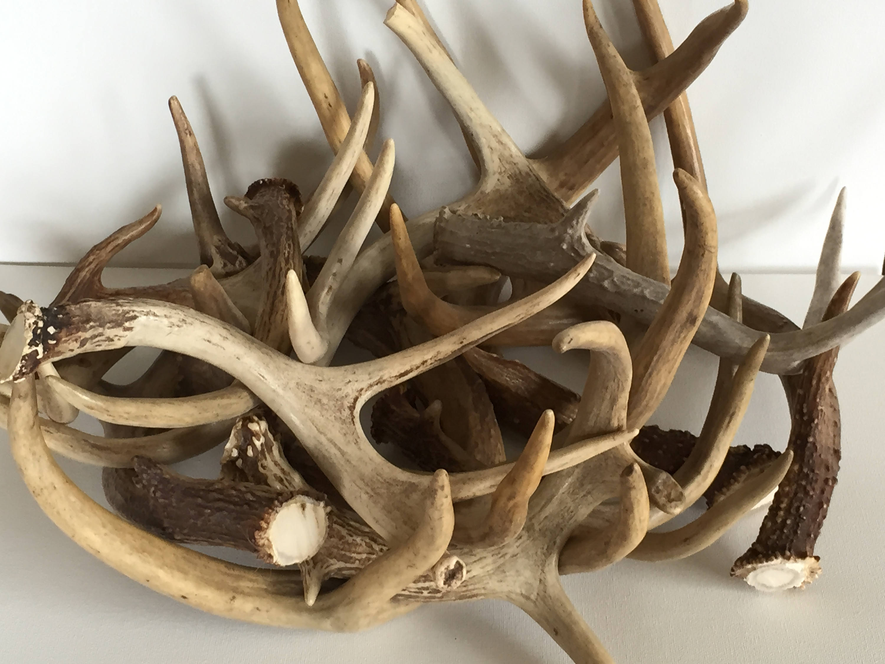 3 lbs of Real Raw 100 % Natural Deer Antlers for Home Projects
