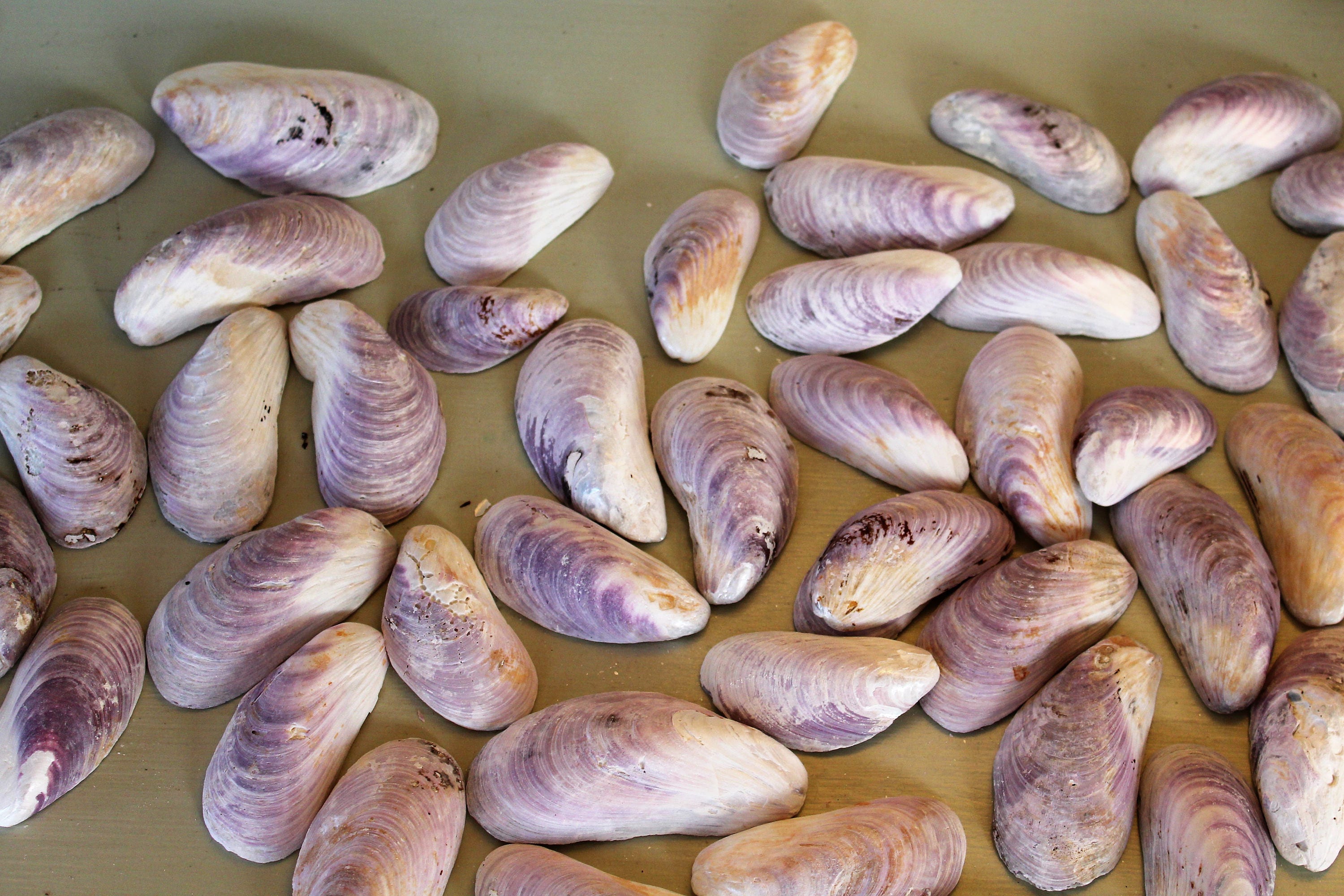 Purple Mussel Shells 25 each from NortheastGleaners on Etsy Studio