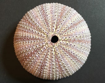 Sea urchin shell | Etsy