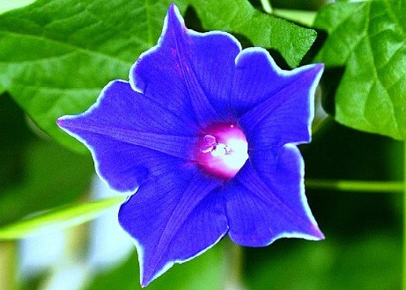 Blue Picotee Japanese Morning Glory 10 rare seeds