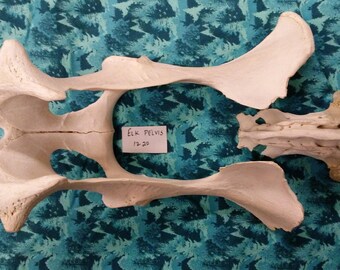 Animal pelvis | Etsy