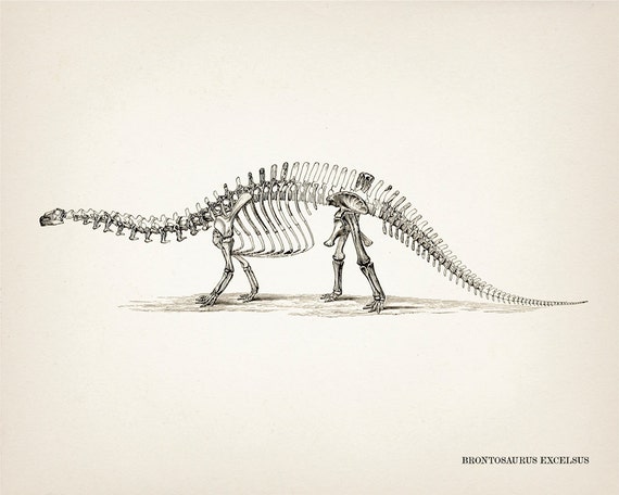Brontosaurus Skeleton DI-06 Fine art print of a vintage
