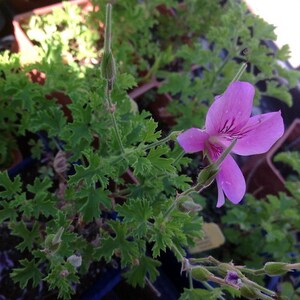 Geranium seeds | Etsy