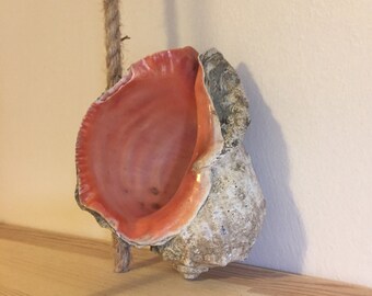 Seashell decor | Etsy