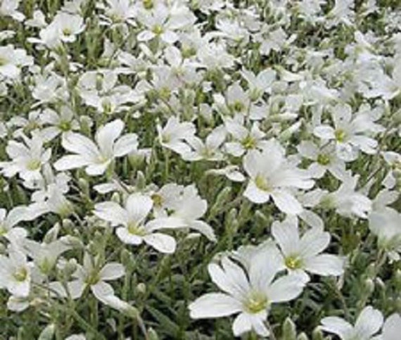 Snow In Summer Cerastium Flower Seeds / Perennial 100