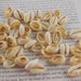 30 pieces of cowrie Shells seashell Beads slice cowry craft