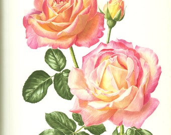 Red Rose flower art 1962 Vintage Botanical art Soraya rose