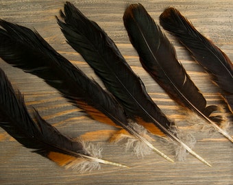 Real bird feathers | Etsy