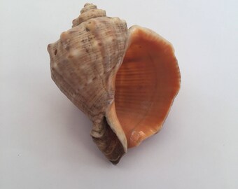 Seashell decor | Etsy