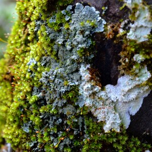 Lichen art | Etsy