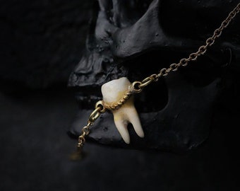 Human Tooth Bracelet with three fangs by Defy / Adjustable