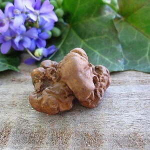 Fossilized poop | Etsy