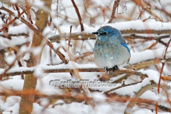 Bluebird In Snow Photo Winter Bird Songbird Photography