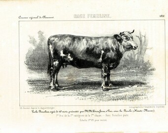 Cattle breeds | Etsy