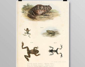 Antique frog print | Etsy