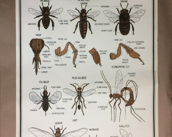 Insect diagram | Etsy