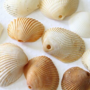 Sea shells jewelry | Etsy