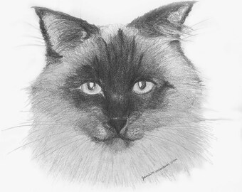 Himalayan cat art | Etsy
