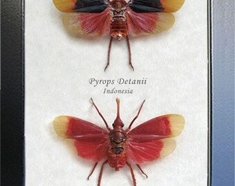 Framed Lanternfly Insect Display Pyrops pyrorhyncha